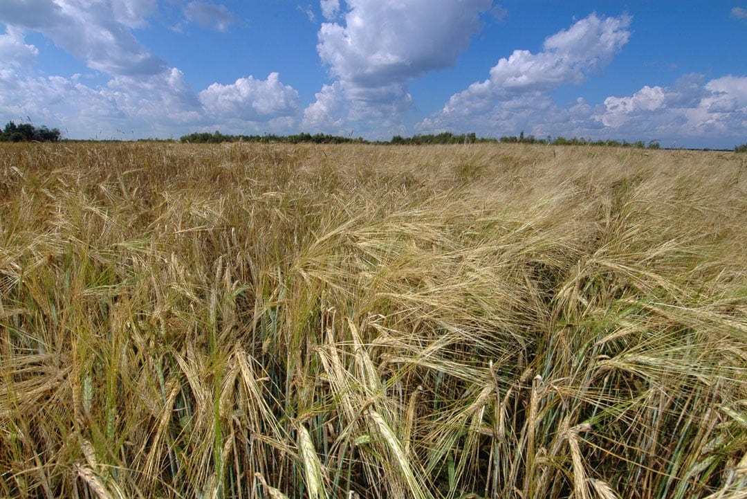 Sibagro expands its land bank — Fertilizer Daily