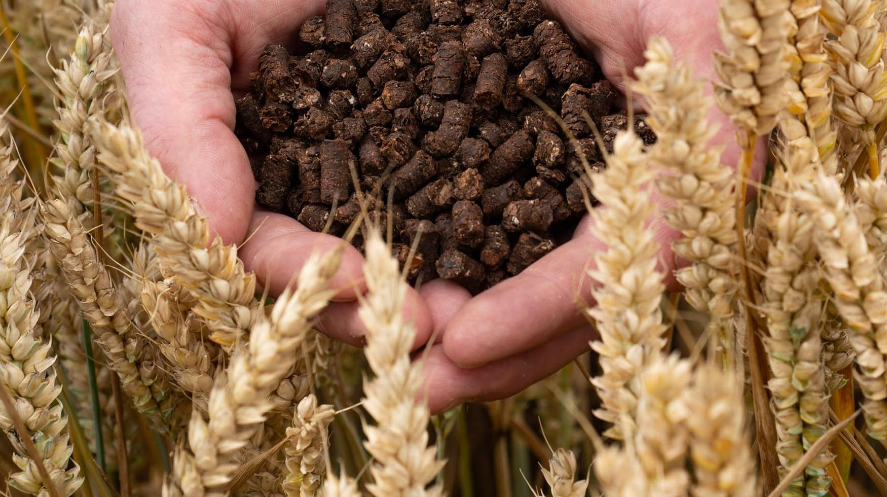 Nestlé and Cargill's Sustainable Venture: Turning Cocoa Husks into Low ...