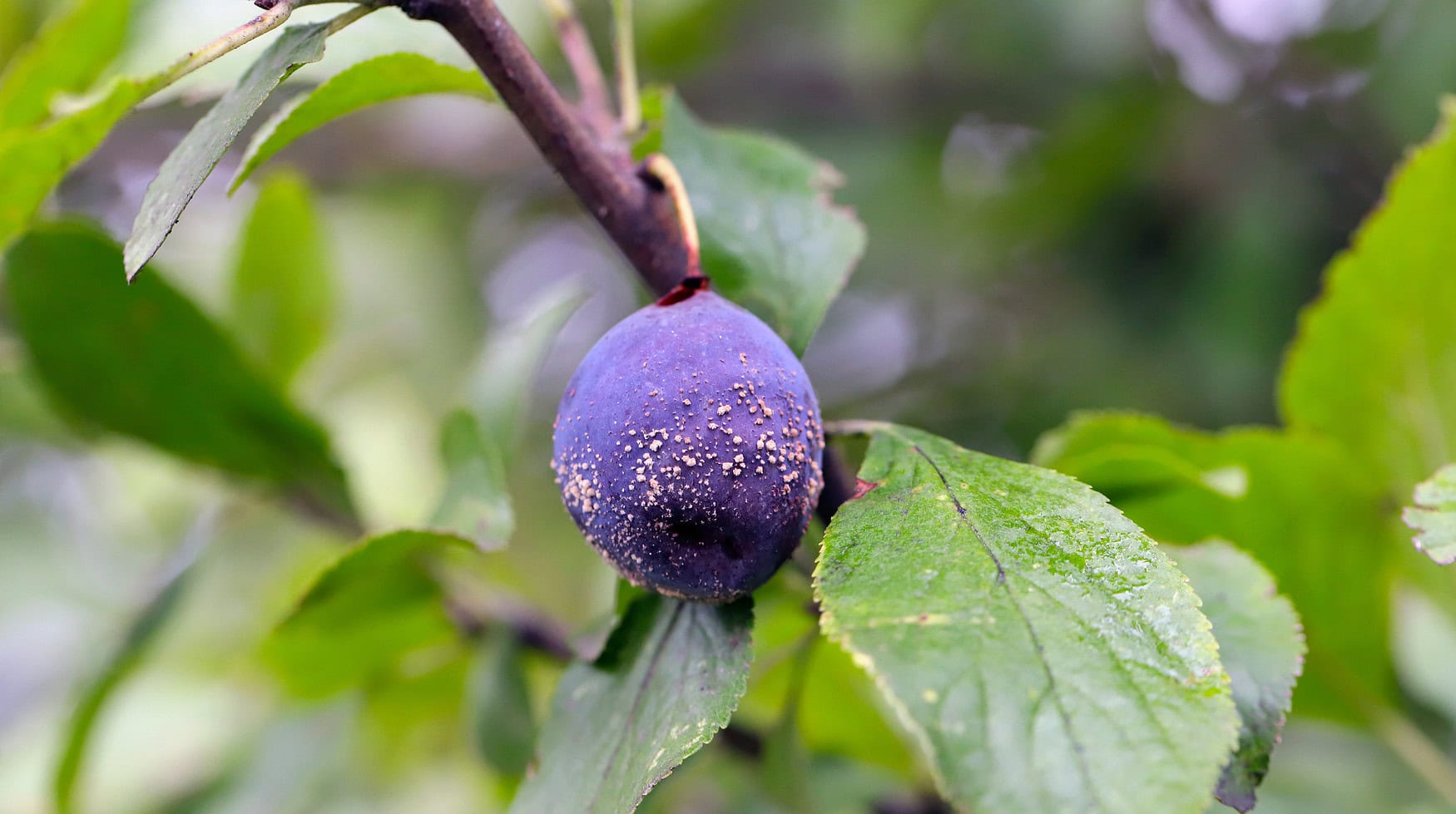 Syngenta and Enko announce fungicide discovery — Fertilizer Daily