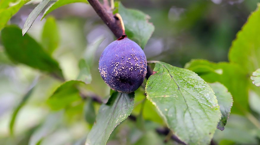 Syngenta and Enko announce fungicide discovery — Fertilizer Daily