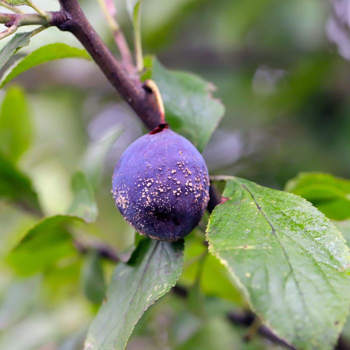 Syngenta and Enko announce fungicide discovery — Fertilizer Daily