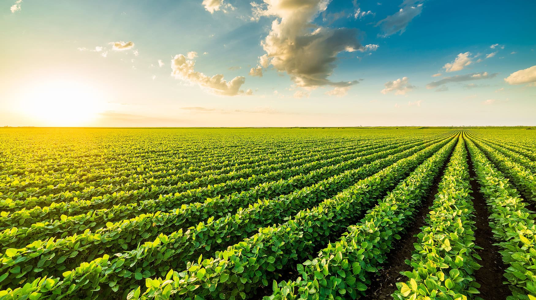 CF Industries appoints Christopher Bohn as EVP and COO — Fertilizer Daily