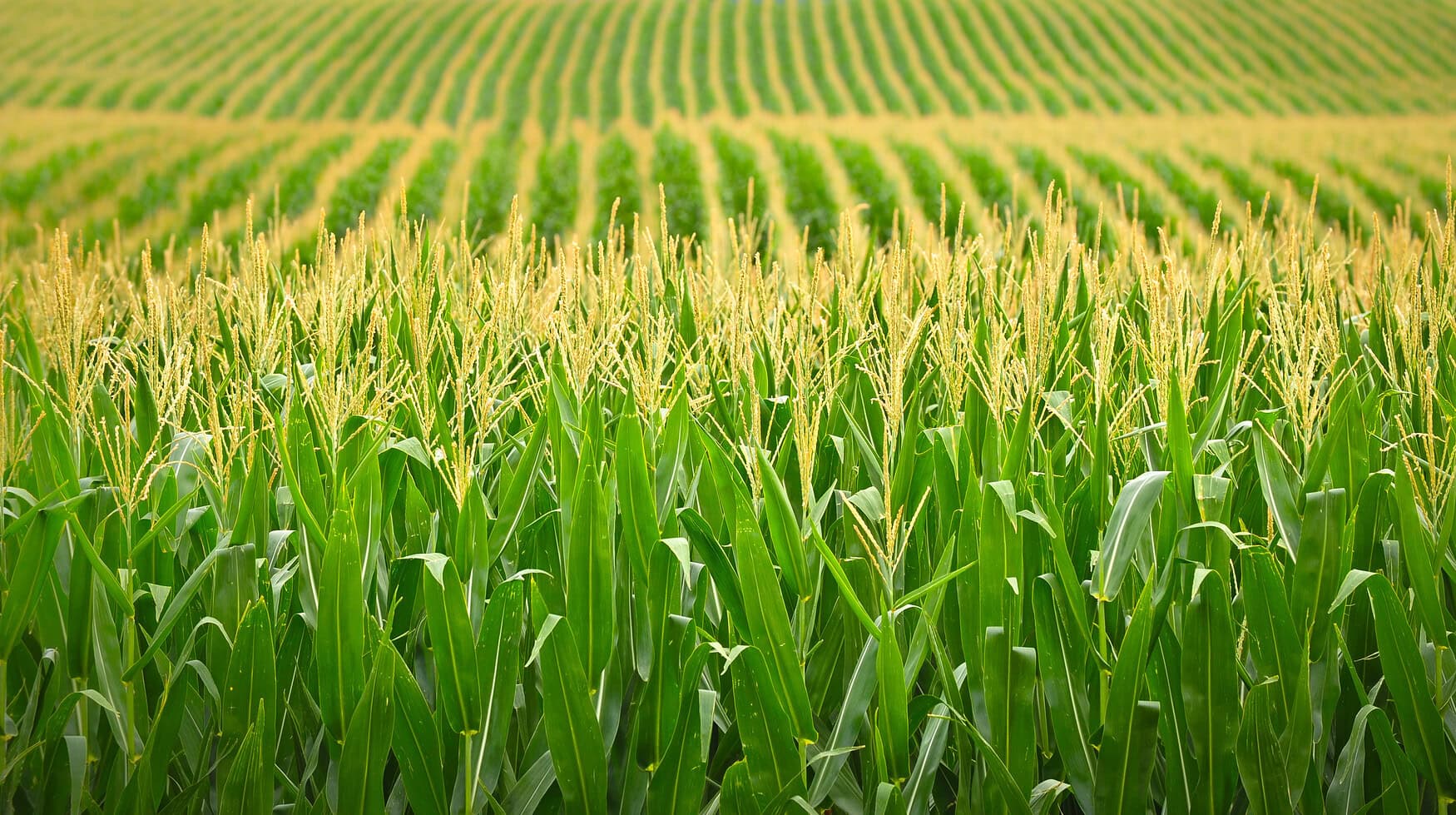 Nachurs Alpine Solutions launches new biostimulant line — Fertilizer Daily