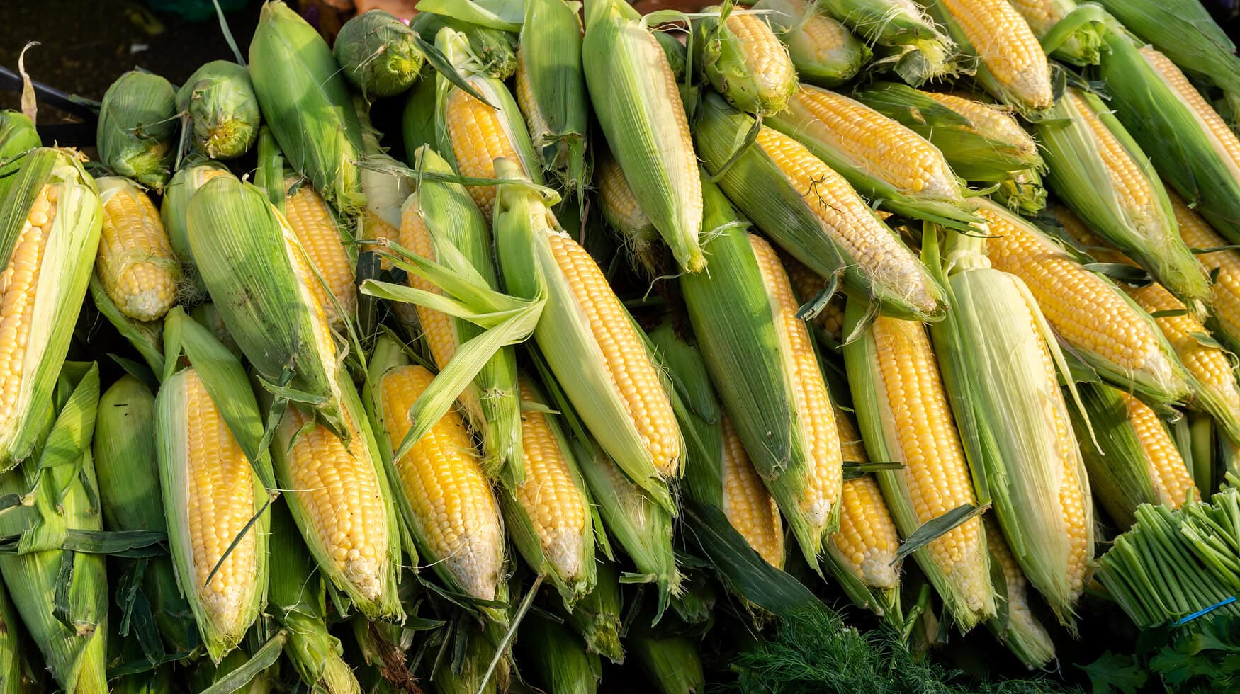 USDA demonstrates impact of fertilizer prices on corn production costs ...