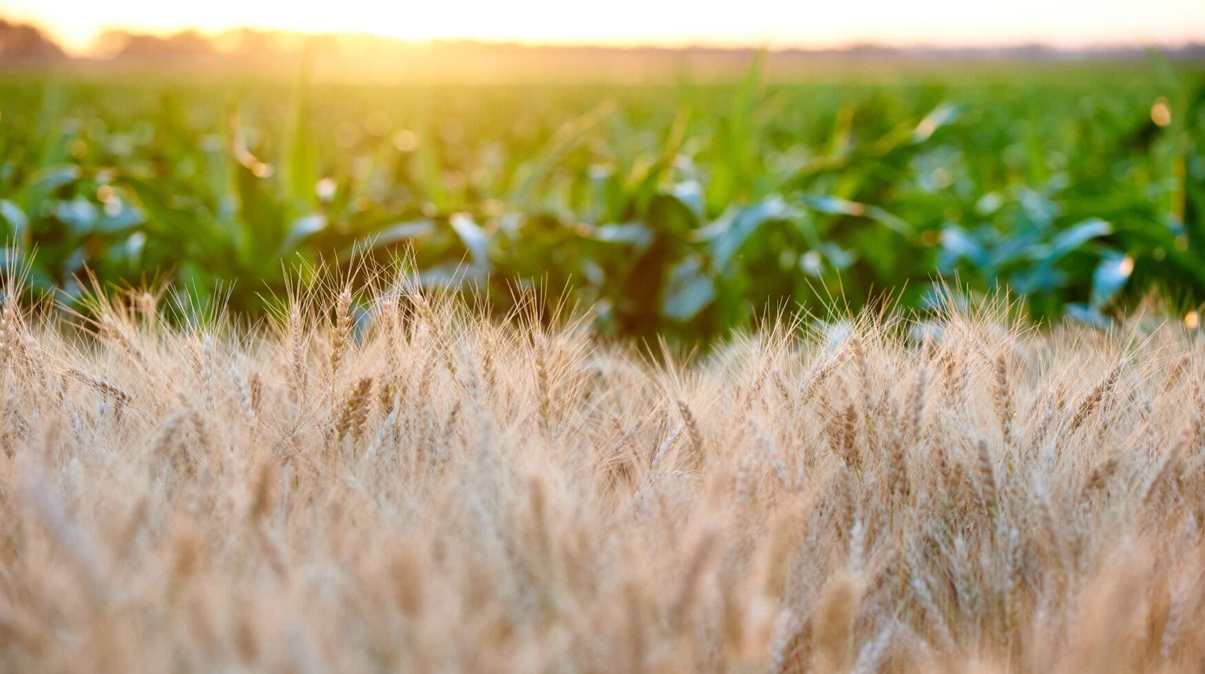 FBN and ADM forge new company to advance sustainability in grain supply ...