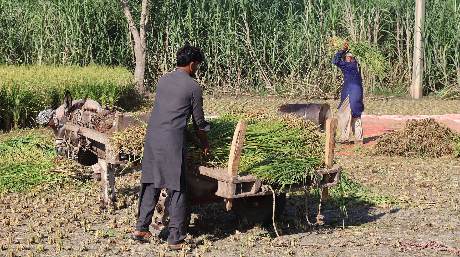 Pakistan's agricultural sector demonstrate resilience in 2024 — Fertilizer Daily