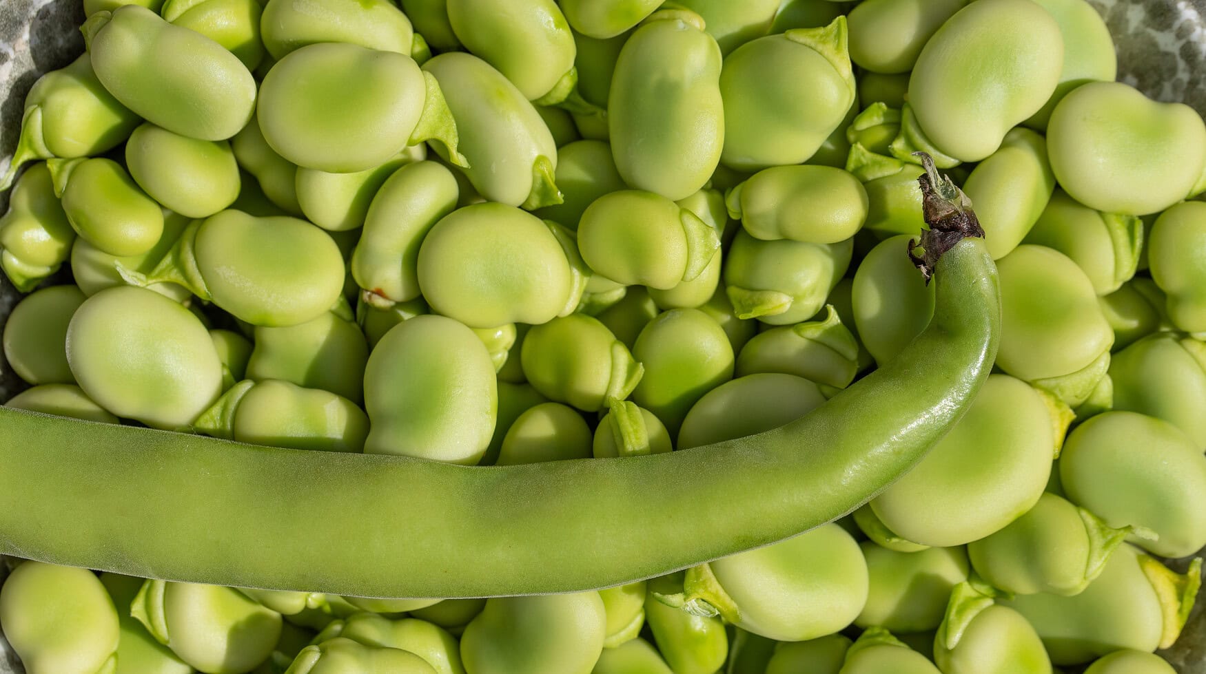 Faba beans could become Canada's new successful crop and protein ...
