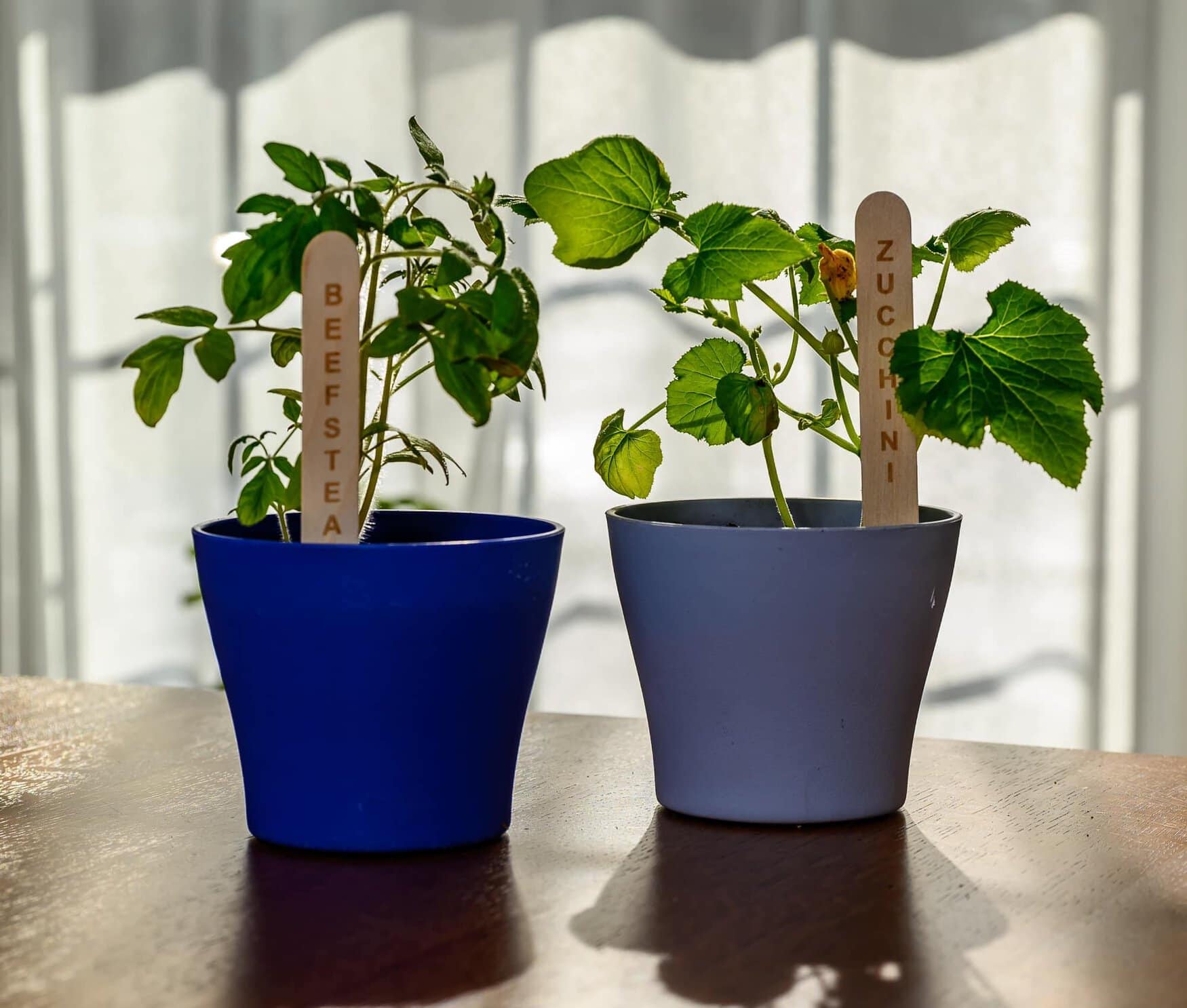 Push N'Grow launches all-natural seed sticks to educate on sustainable ...