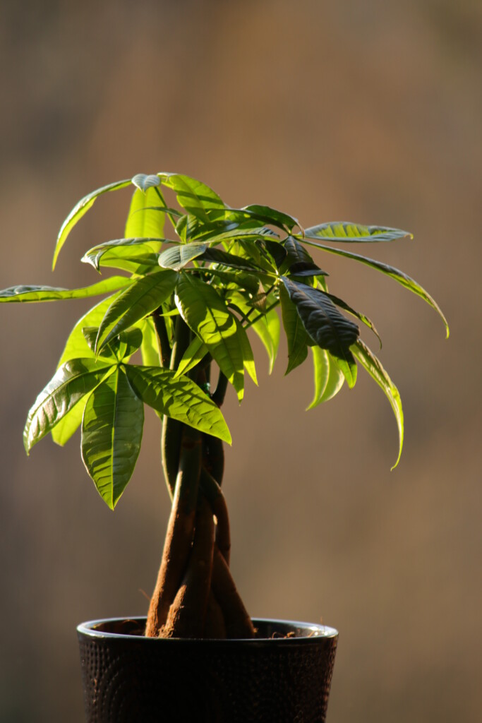 How to grow and care for a Money Tree — Fertilizer Daily