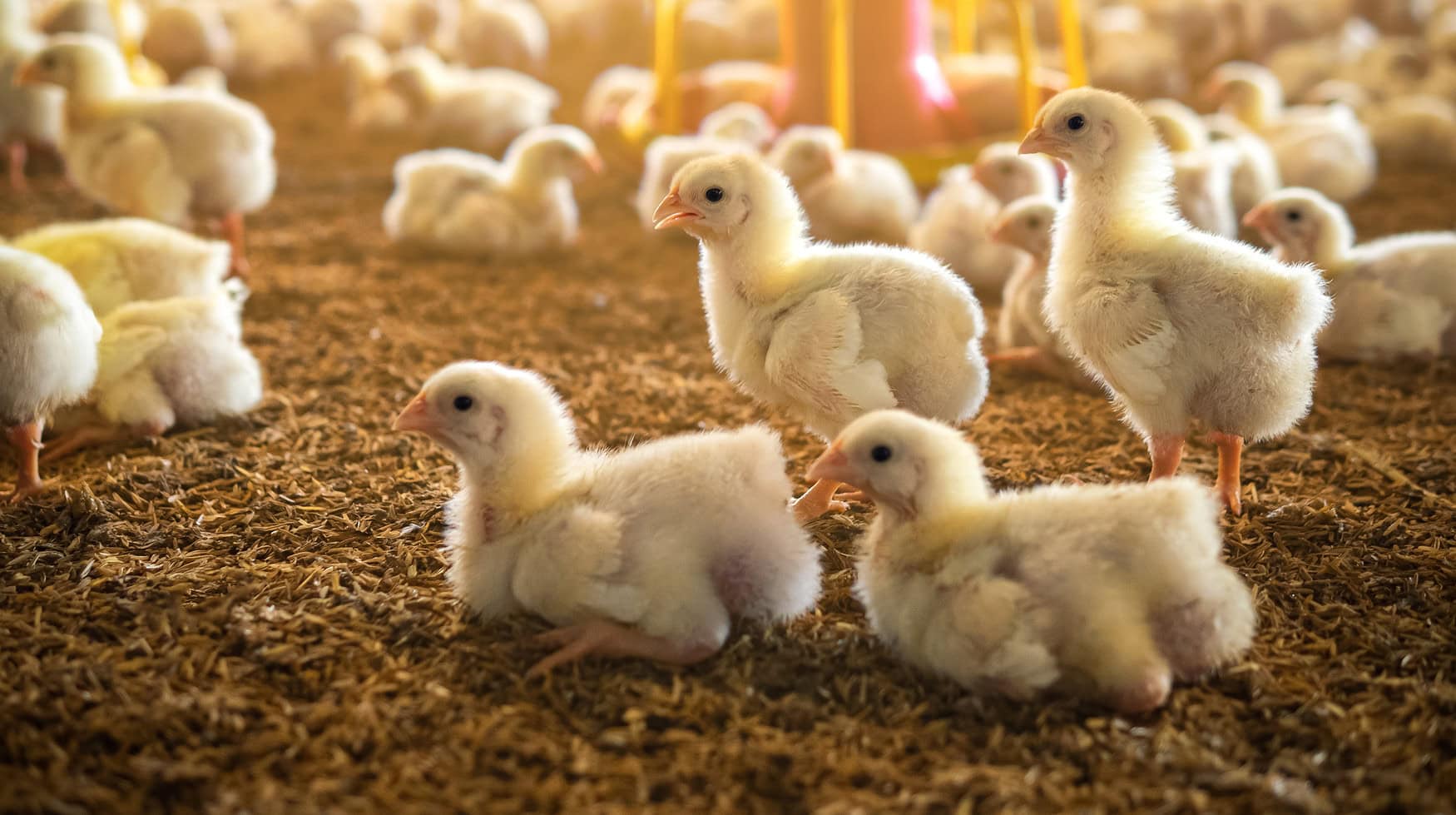 Chicken litter as fertilizer: the benefits and application ...