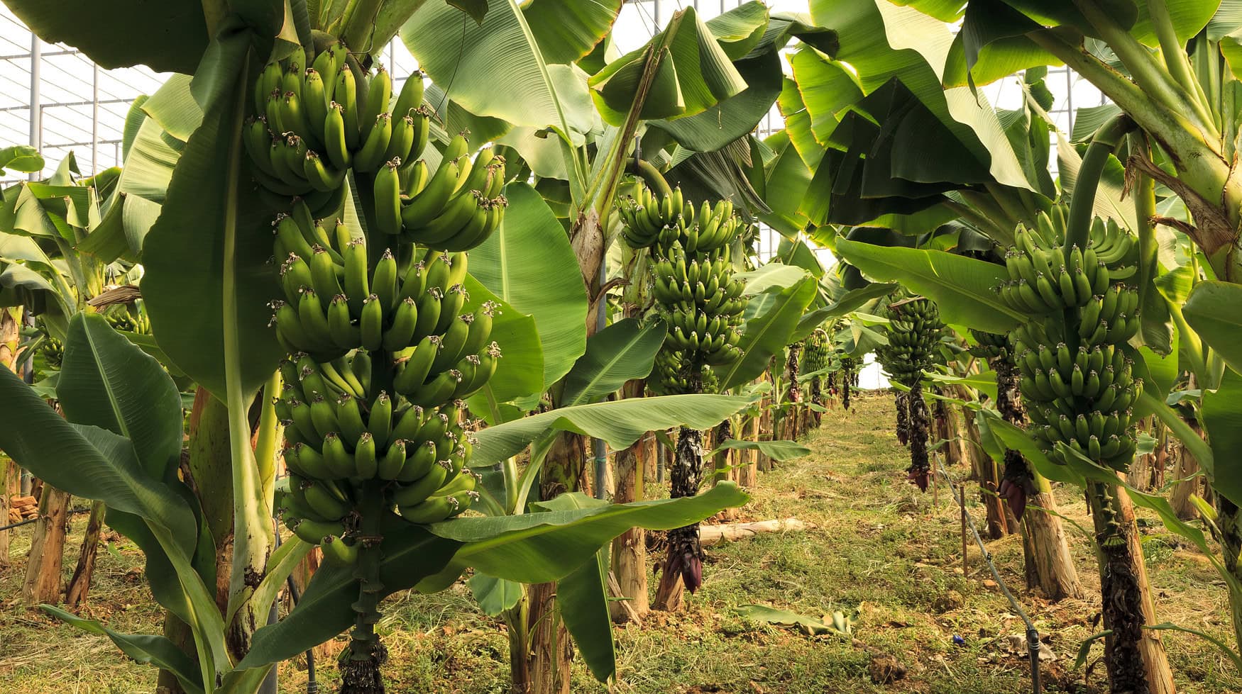Russia could start growing bananas in greenhouse by 2026 — Fertilizer Daily