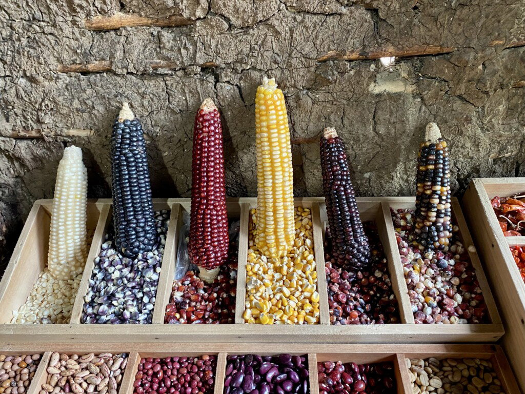 Mexico’s constitutional ban on GM corn raises trade concerns ...