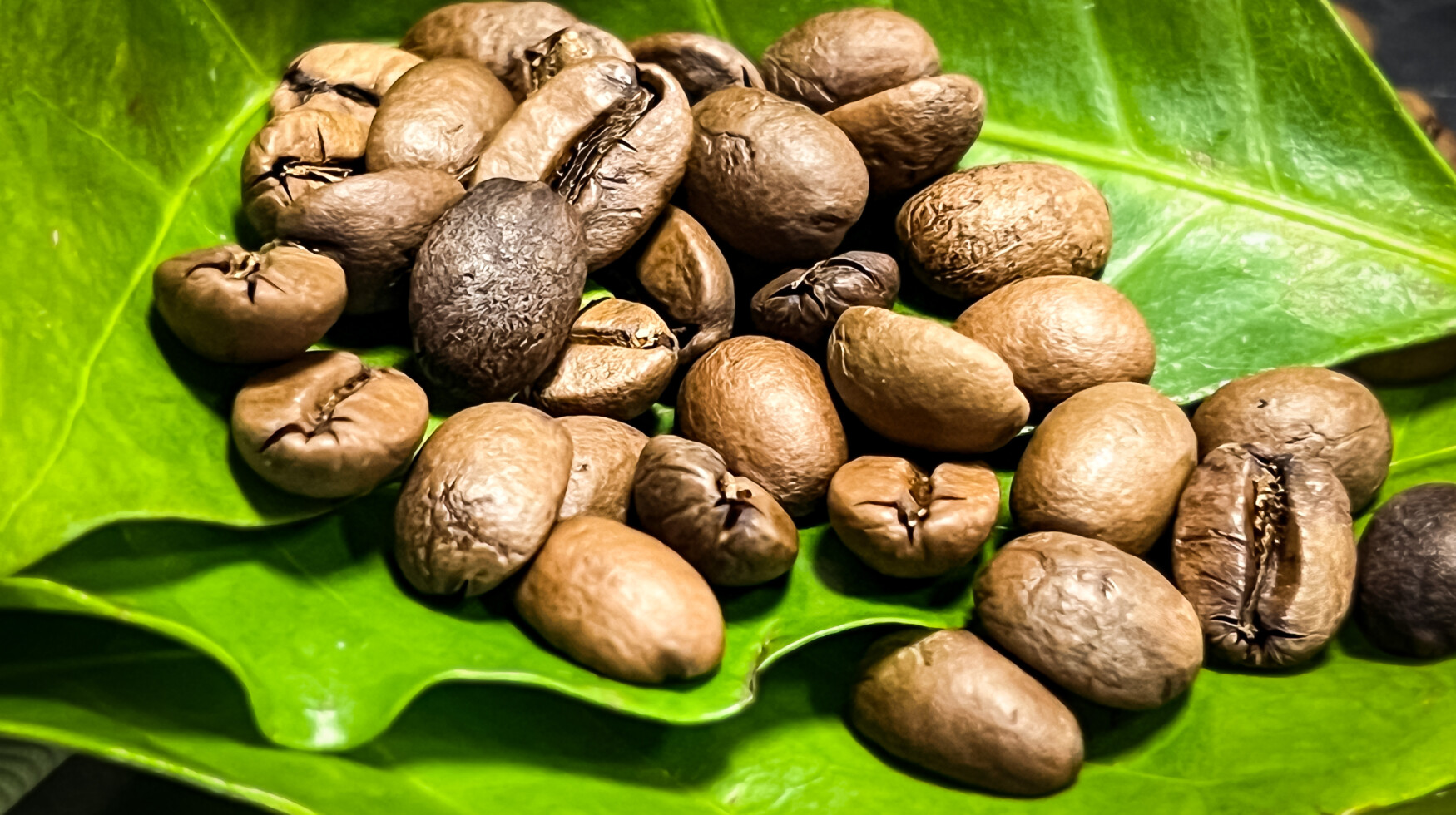 Excelsa beans may become a new resilient coffee variety for growers ...