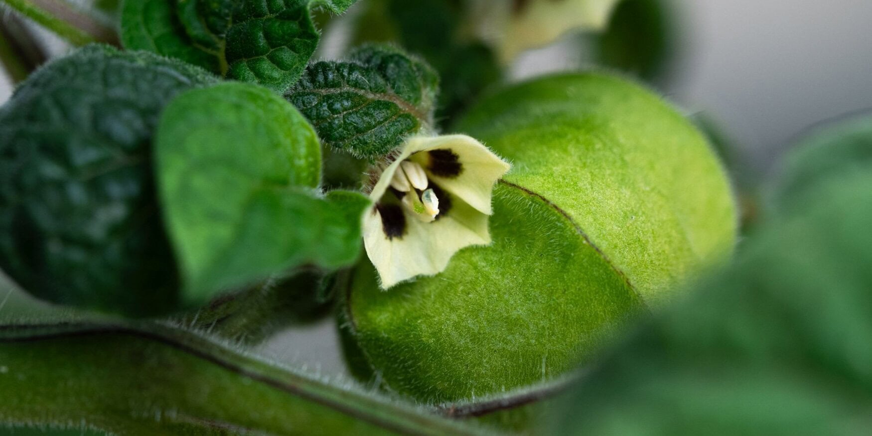 German scientists develop physalis-based agricultural biopesticides ...