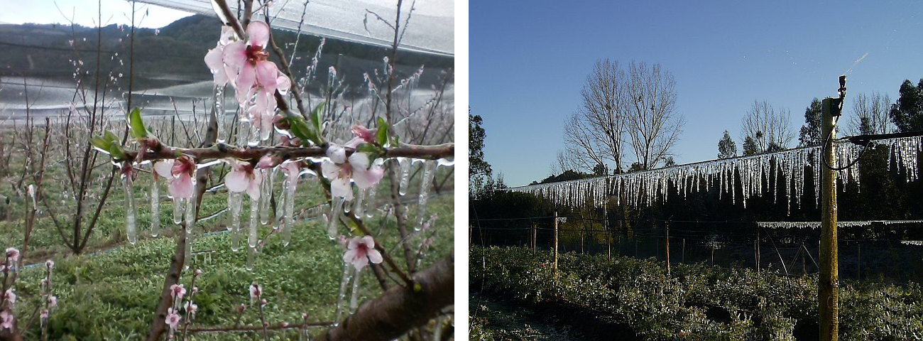 Frost protection systems gain ground as growers face climate ...