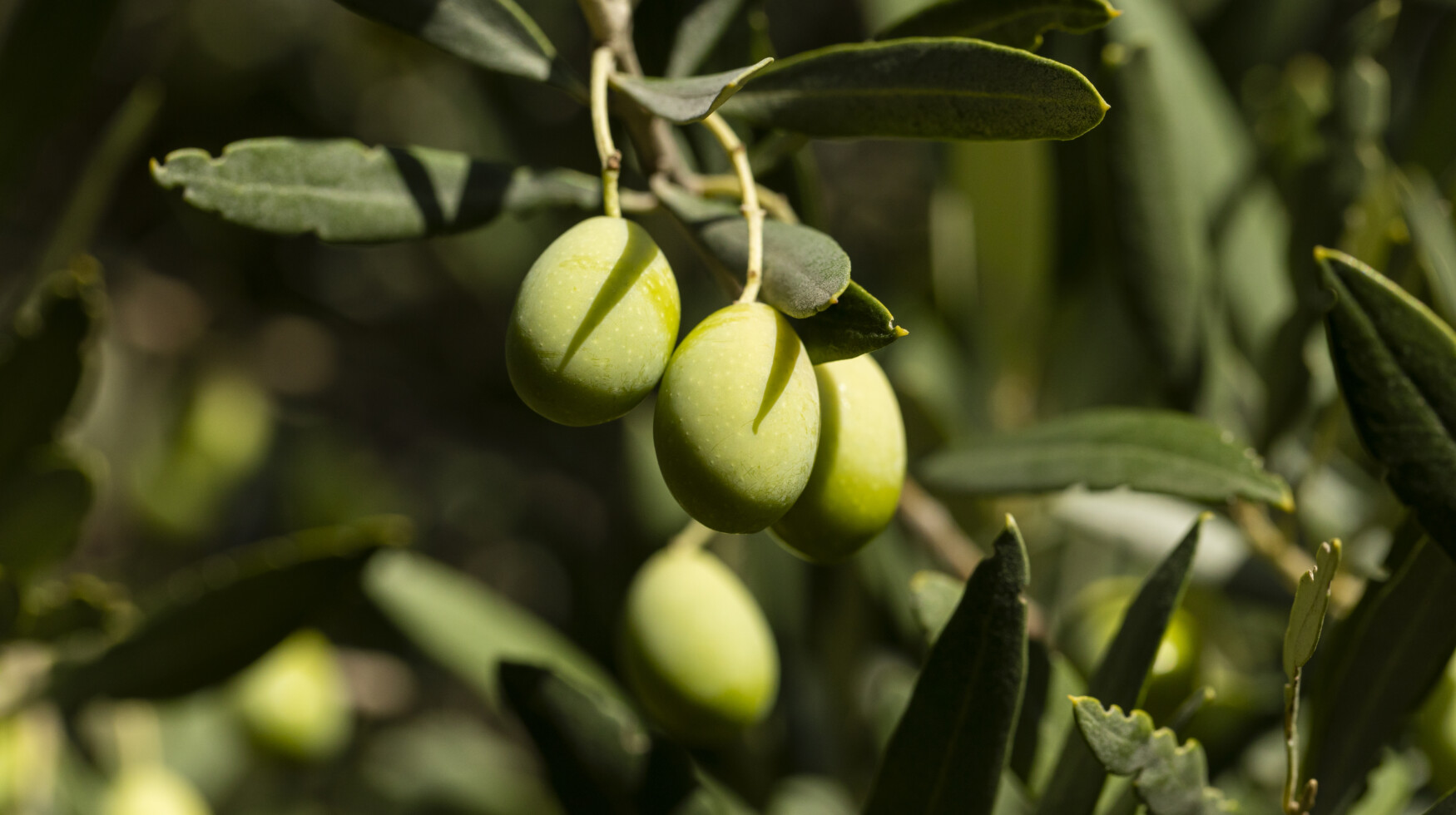 AlgaEnergy secures EU approval for four biostimulants — Fertilizer Daily