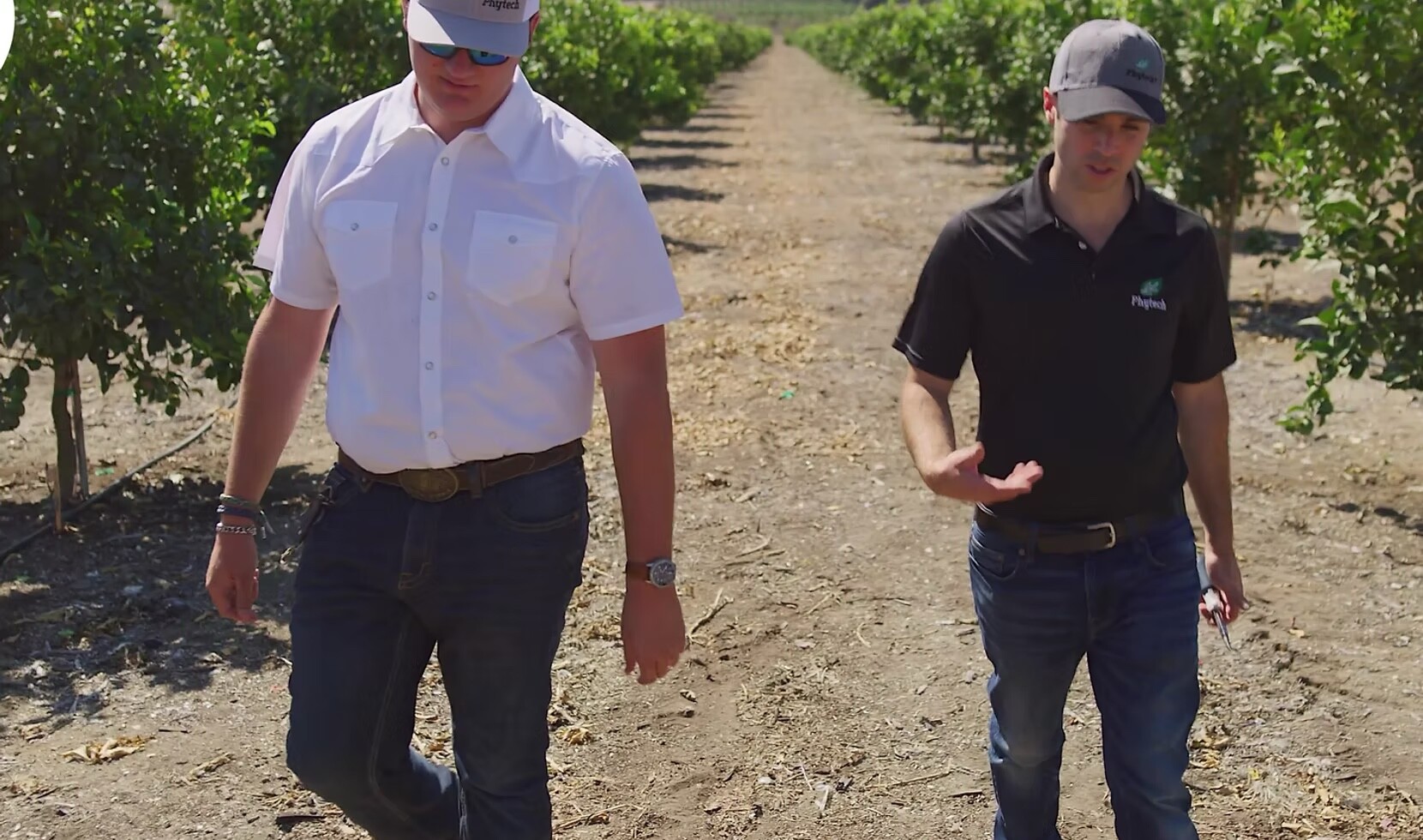 Phytech launches AI-powered irrigation advisor for farm-level water ...