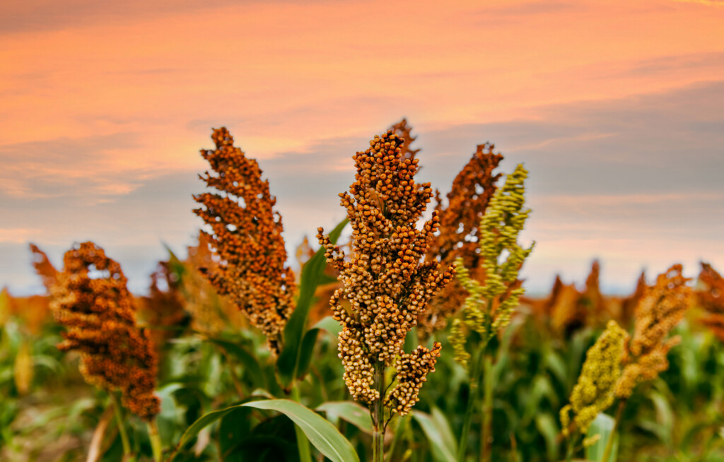 Dekalb introduces two sorghum hybrids with improved lodging resistance ...