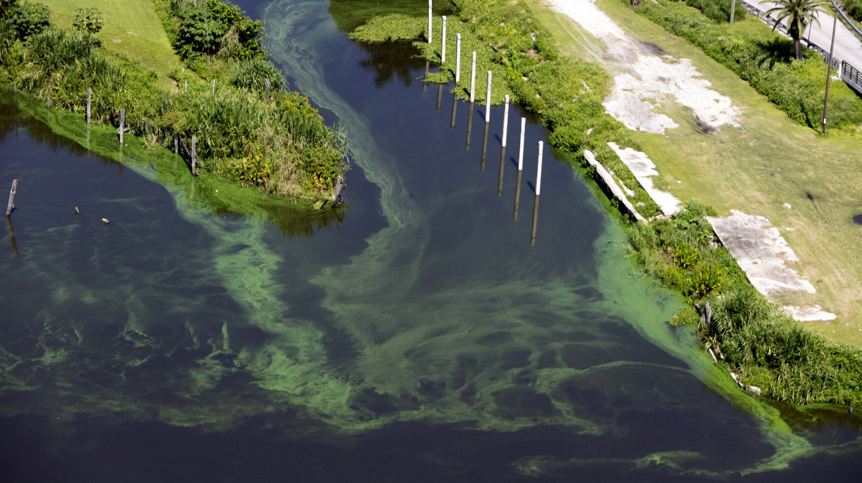 Florida counties impose summer fertilizer bans to protect Indian River ...