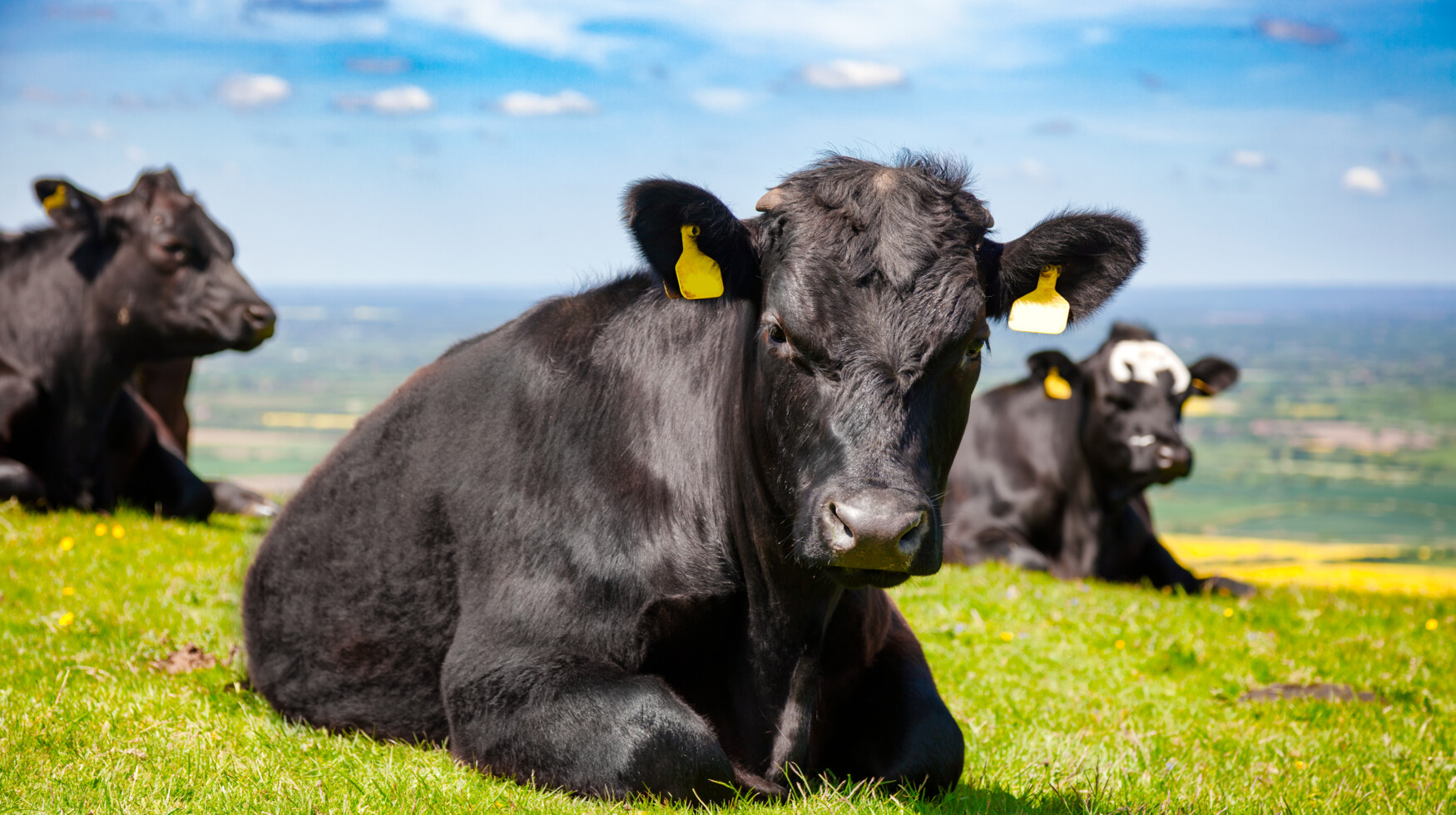 Dry spring leaves livestock farmers in UK with feed shortages ...