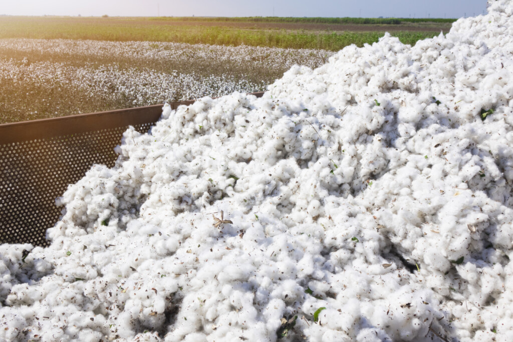 ADM and PYCO to combine Texas cottonseed facilities — Fertilizer Daily