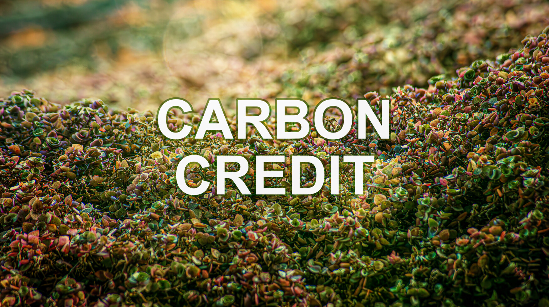 Microsoft signs 12-year deal with Agoro Carbon for 2.6 million soil ...