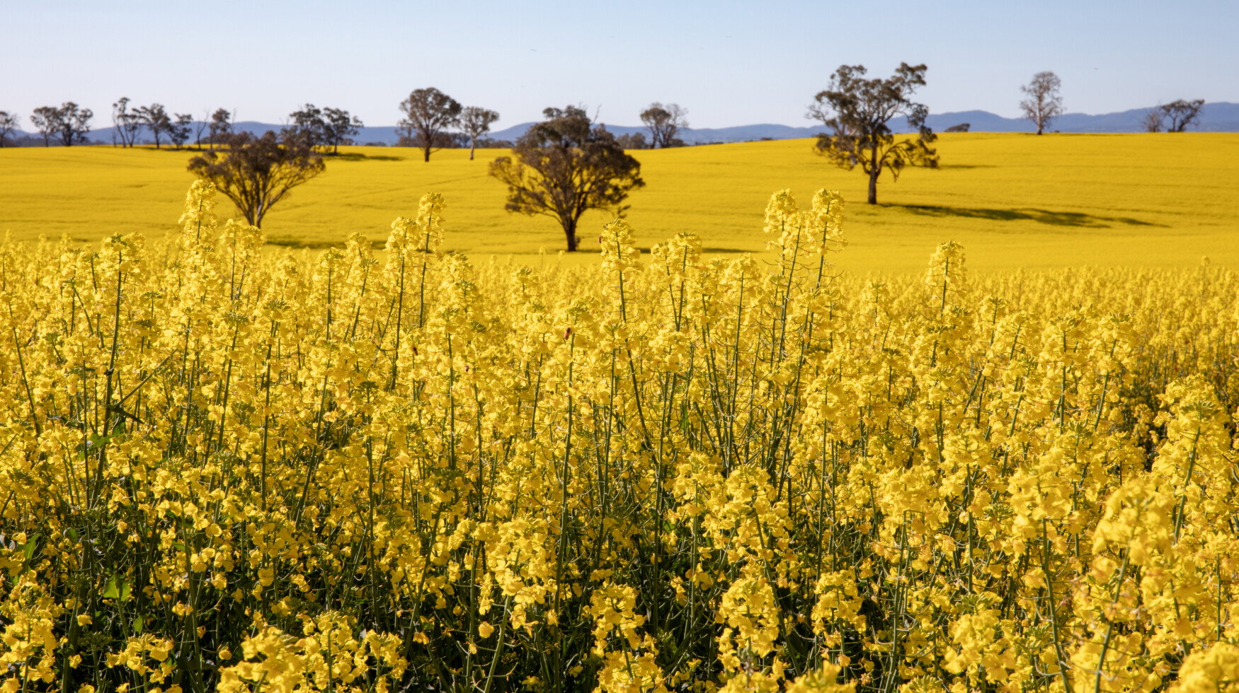 Australia invests AUD 21 million to future-proof canola as demand and ...
