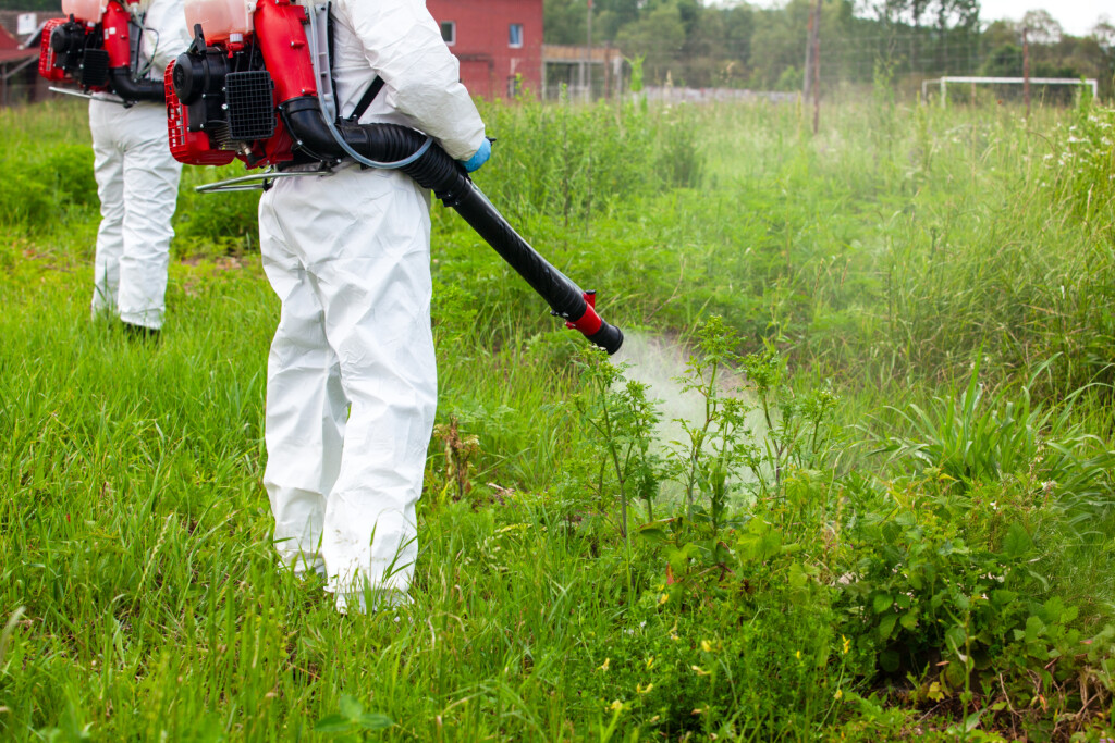 Glyphosate study links herbicide to leukemia and tumors in rats ...
