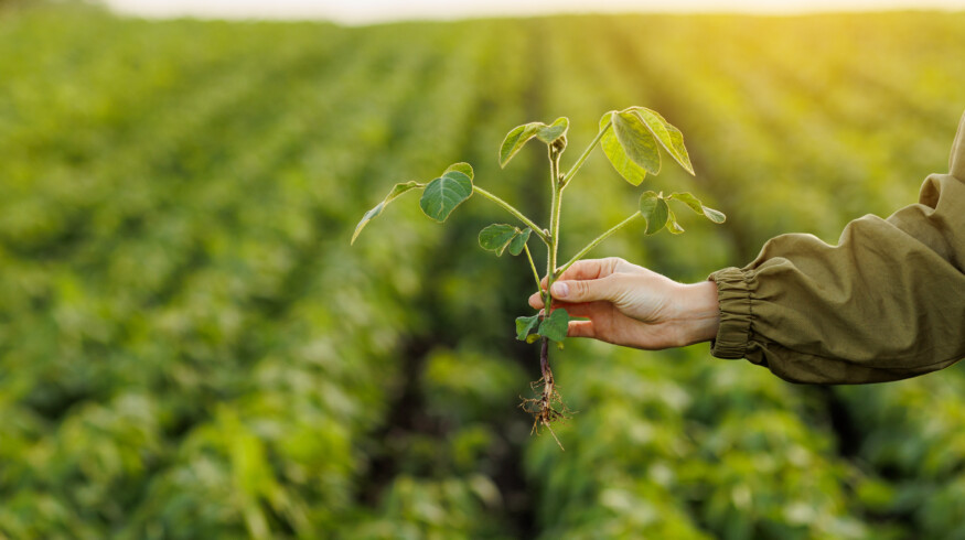 Syngenta plans to launch the HPPD-tolerant soybeans by 2029 ...