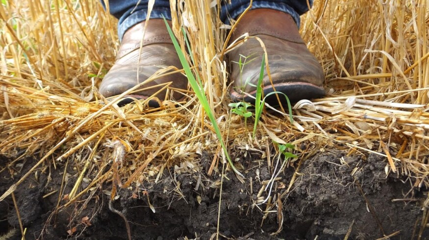 PepsiCo, Mars and ADM back regenerative agriculture project in Poland ...