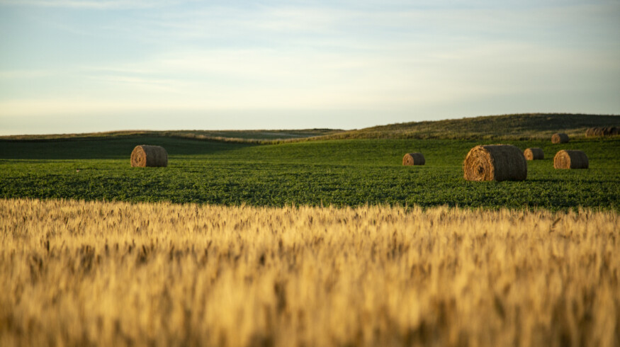 Bioceres and Colorado Wheat Foundation partner to advance HB4 wheat in ...
