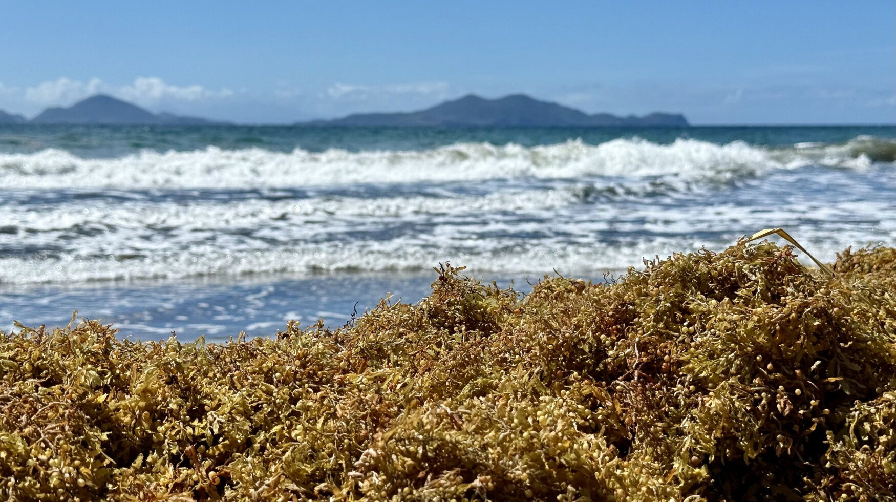 Researchers explore ways to turn Caribbean seaweed crisis into ...