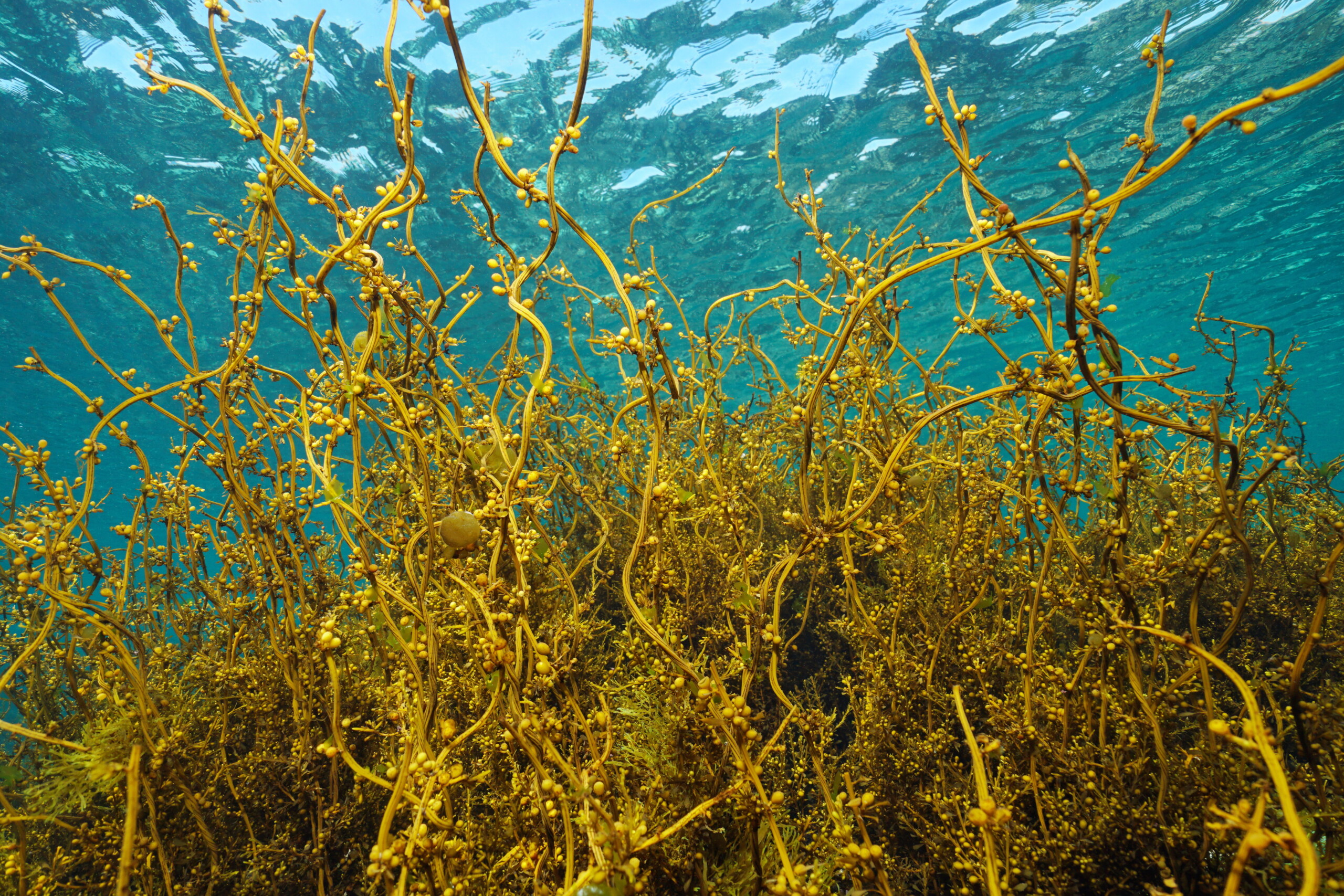 Ocean upwelling identified as key driver behind massive sargassum ...