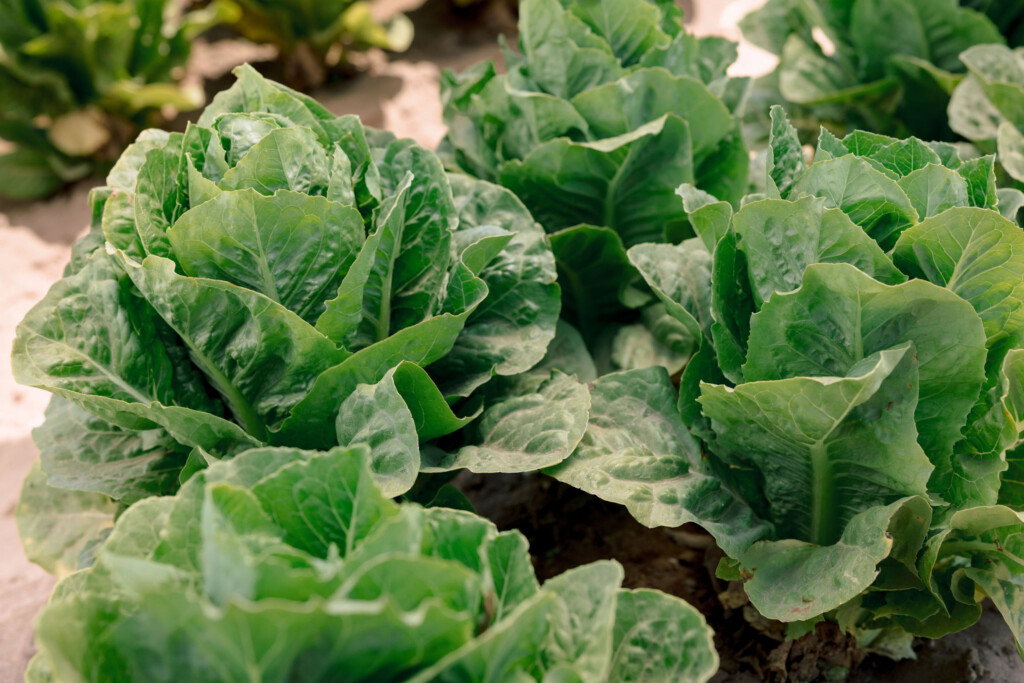 Windfall Bio reports higher lettuce yields in field trial of methane ...