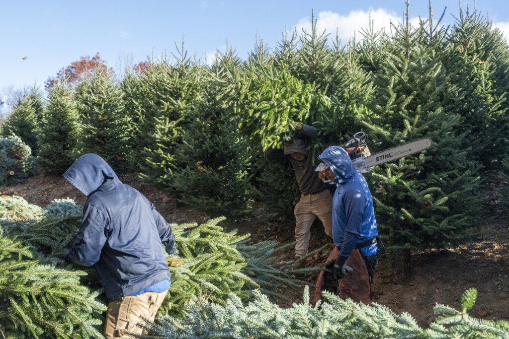 U.S. Christmas tree sector faces labor risk as migrant wage rules shift ...