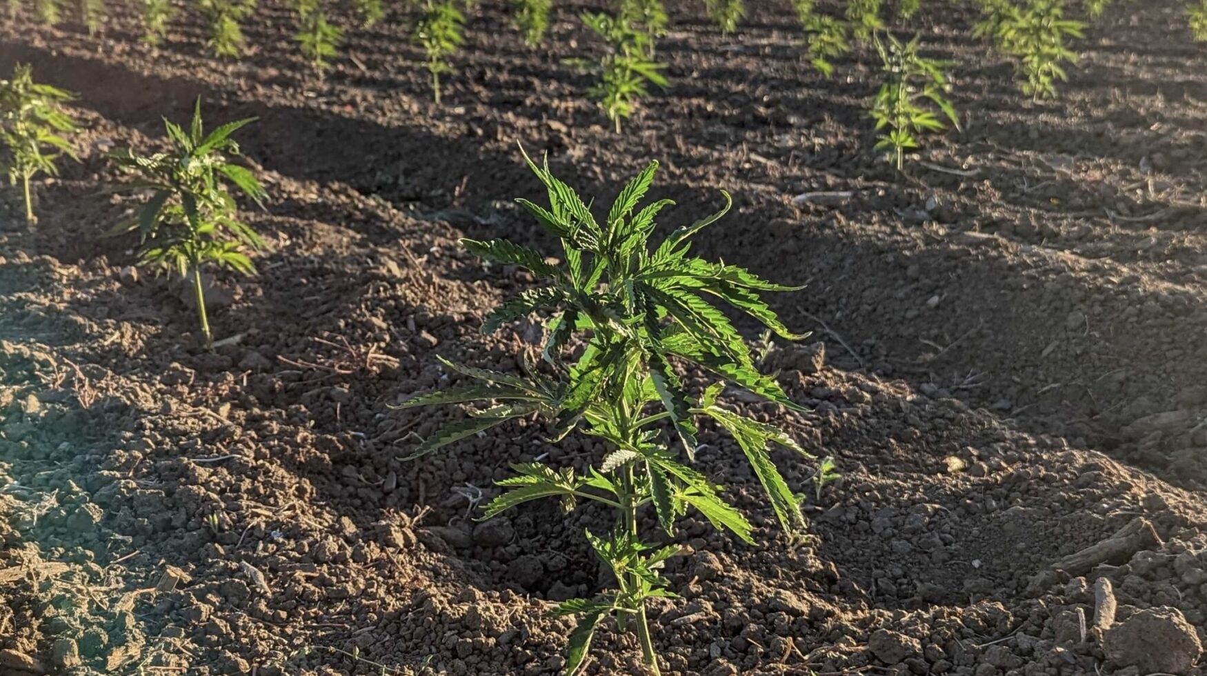 Nexus Agriscience acquires Biotech Institute hemp IP to expand ...