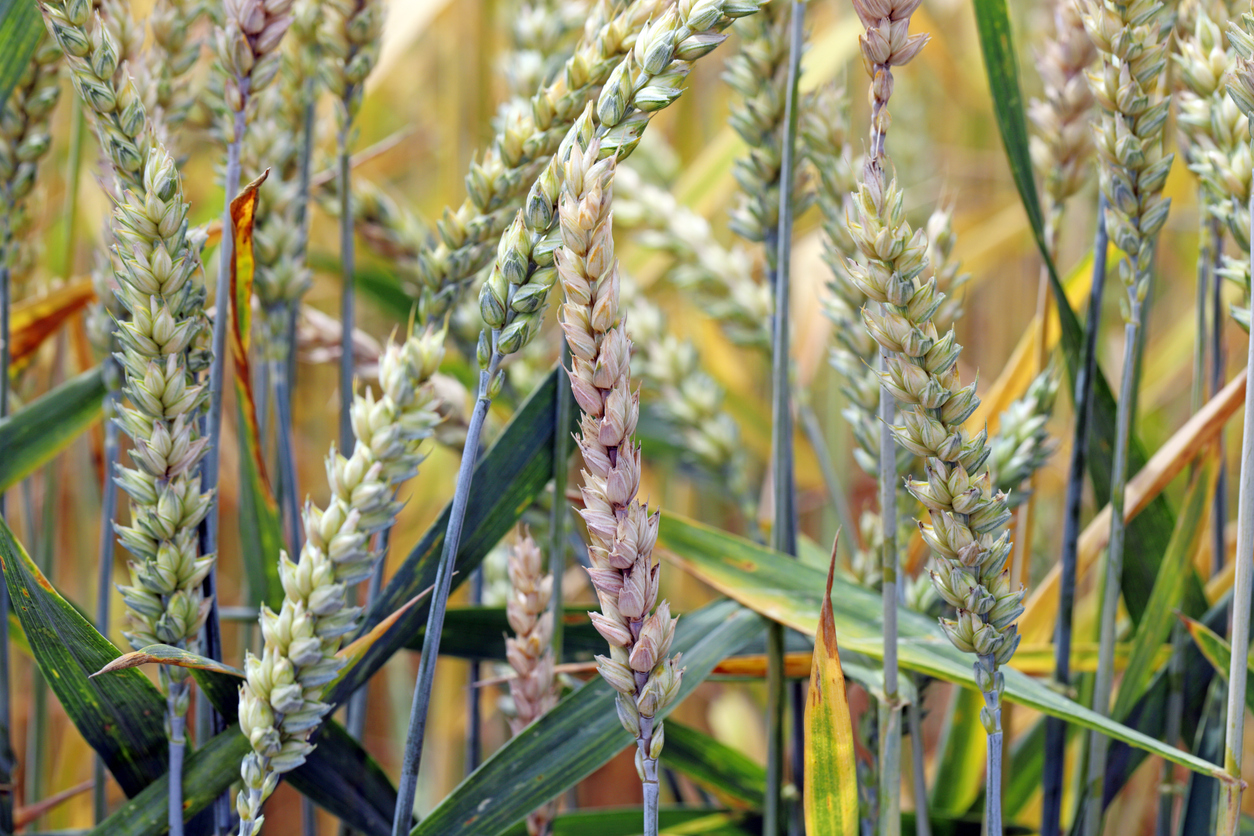Corteva launches new fungicide for Canadian wheat growers to combat ...