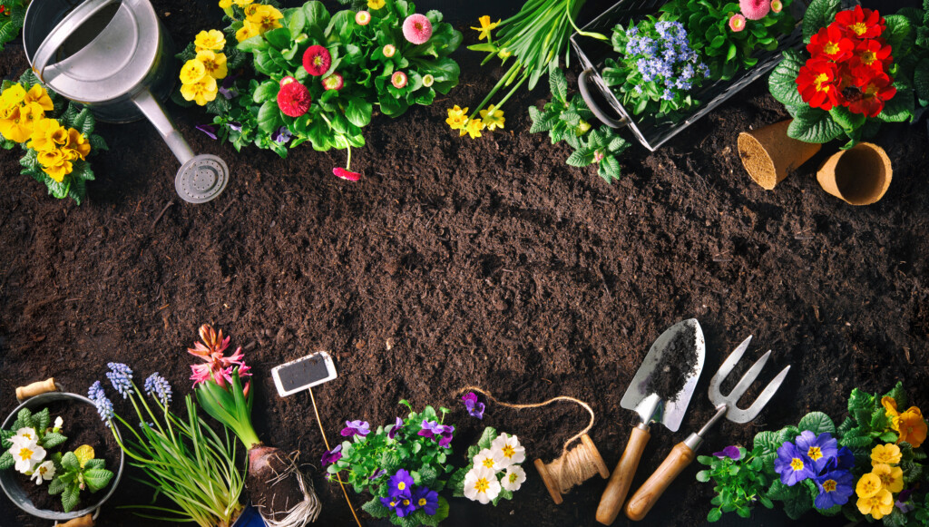 National Garden Bureau launches seed-buying guide as home gardening ...