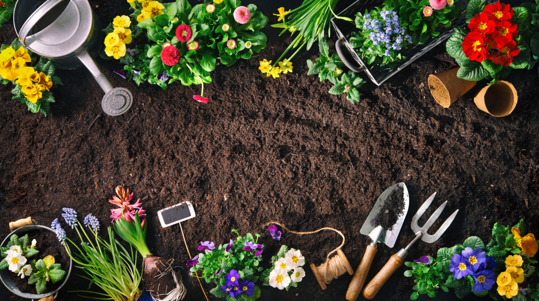 National Garden Bureau launches seed-buying guide as home gardening ...