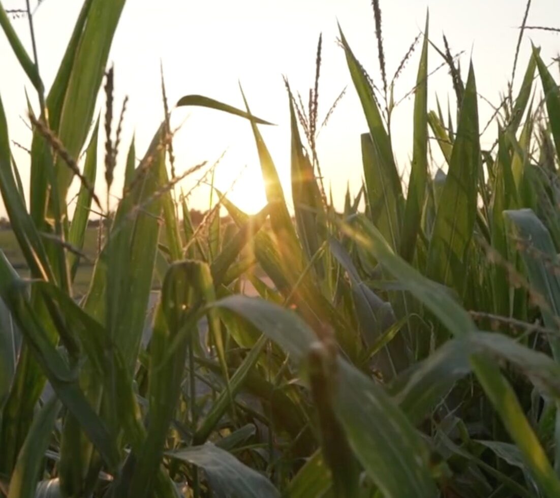 Resurrect Bio and Corteva target corn disease losses with gene-editing ...