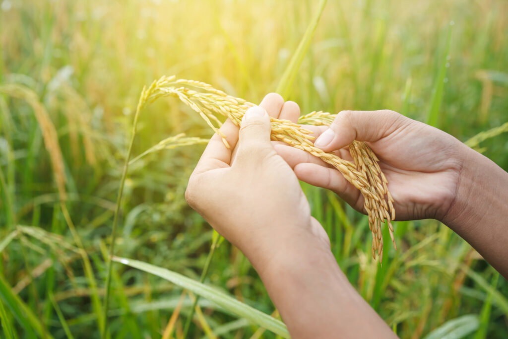 British researchers advance drought-resistant rice project to support ...