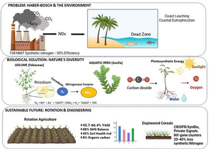 Researchers chart a roadmap to a bio-solar nitrogen economy that could ...