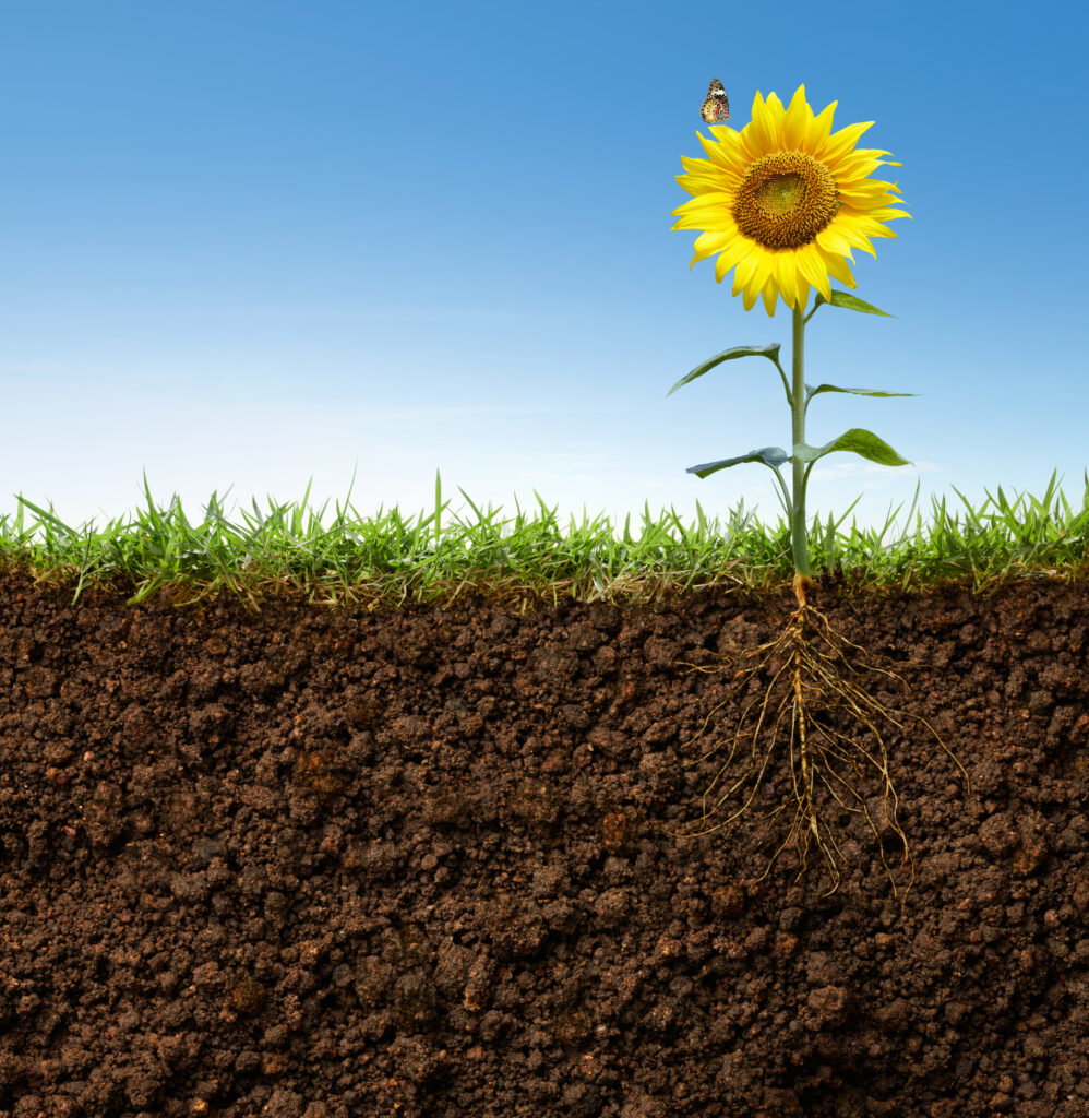 Nitrogen-fixing genes transferred into new bacterial strains, advancing ...