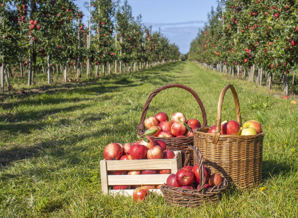Martinelli's contract cuts force California apple growers to remove ...
