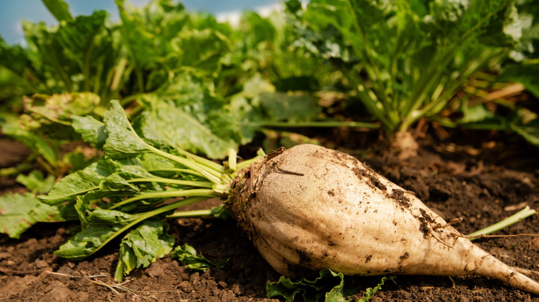 UK sugar beet growers win emergency pesticide approval as virus yellows ...